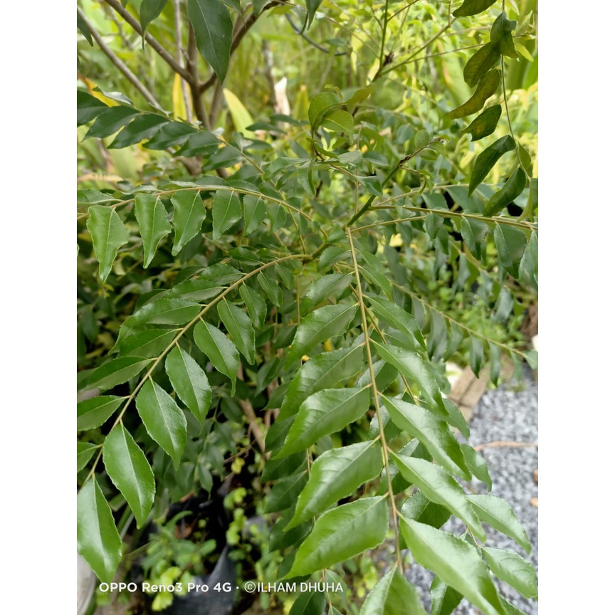 100GM / DAUN KARI FRESH / DAUN KARI / CARRY LEAVES | Shopee Malaysia