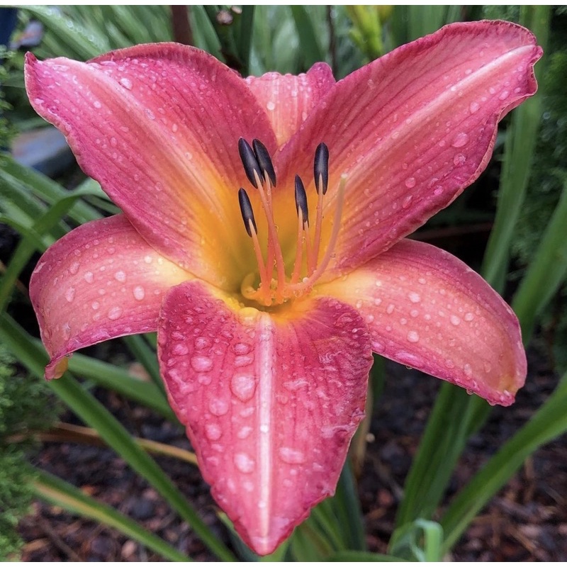 Anak Pokok Lily harum Wangi yang belum berbunga | Shopee Malaysia