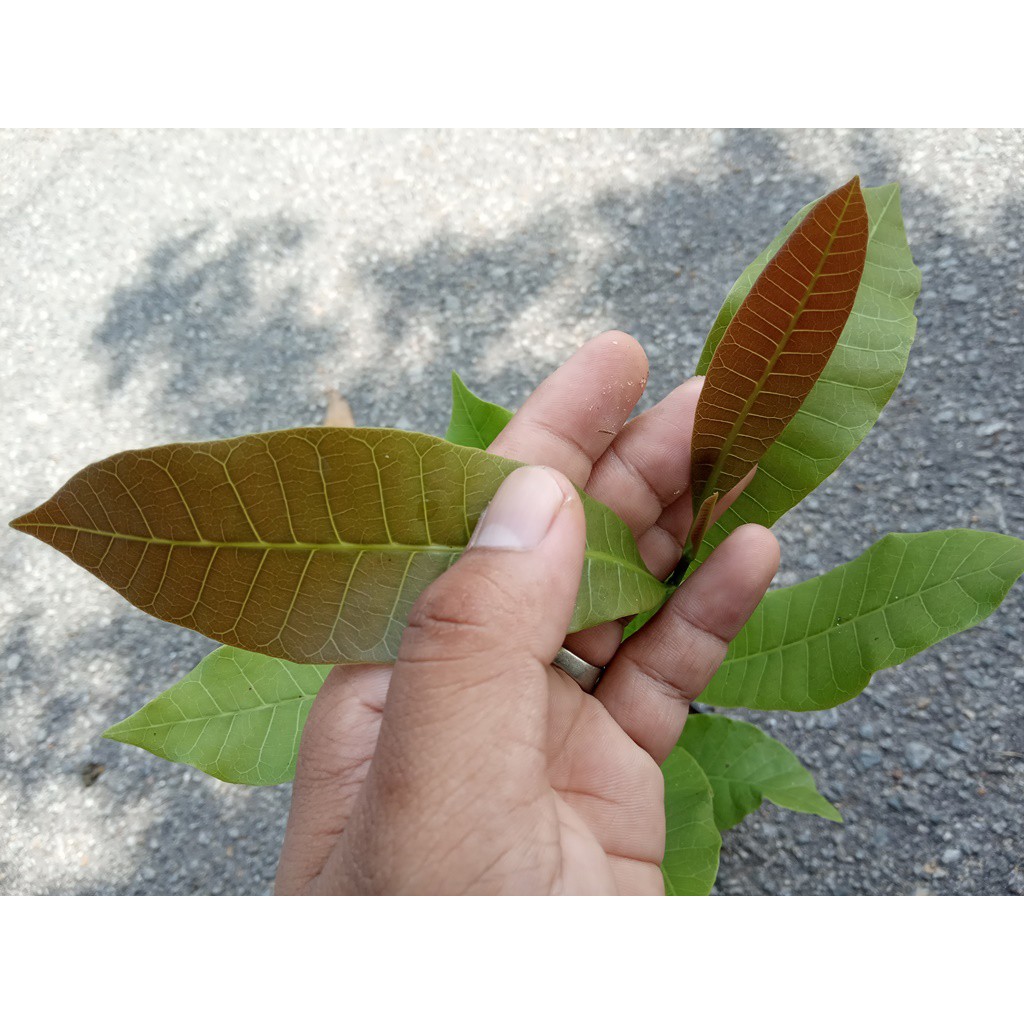 ☘️ ulam & herba / anak pokok ketereh / gajus / janggus / pucuk dimakan ...