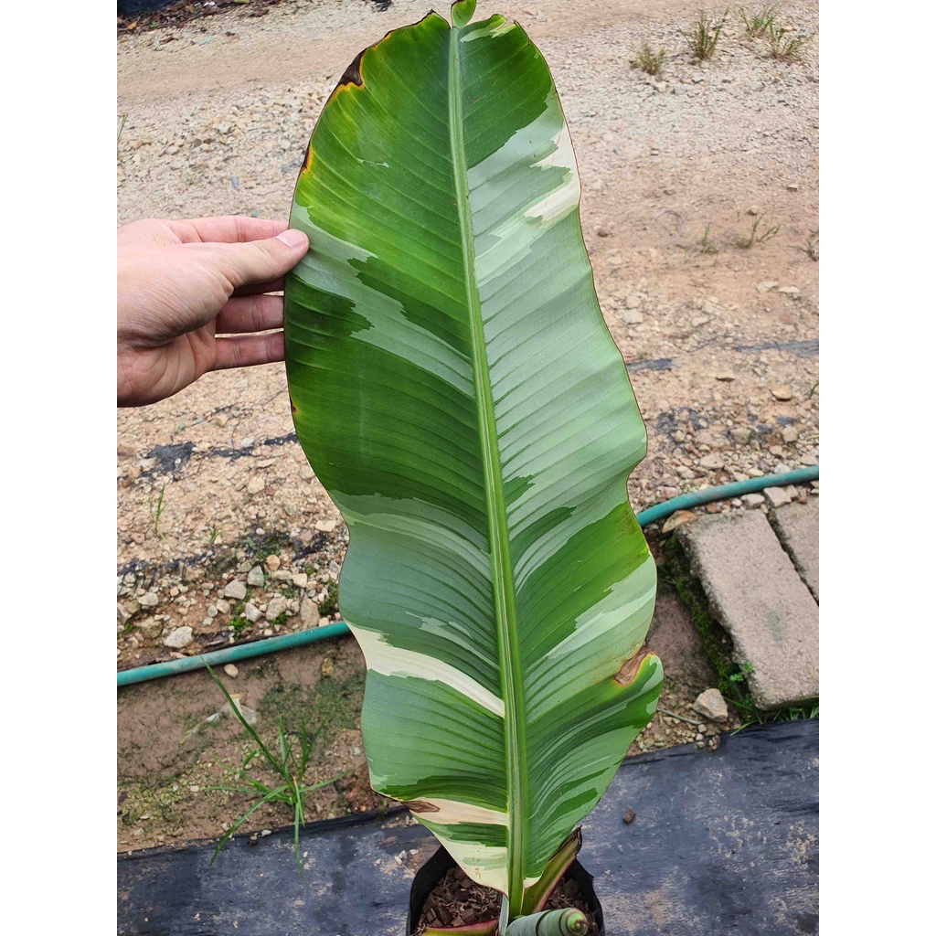 Variegated Banana (Musa Florida or AeAe) | Shopee Malaysia