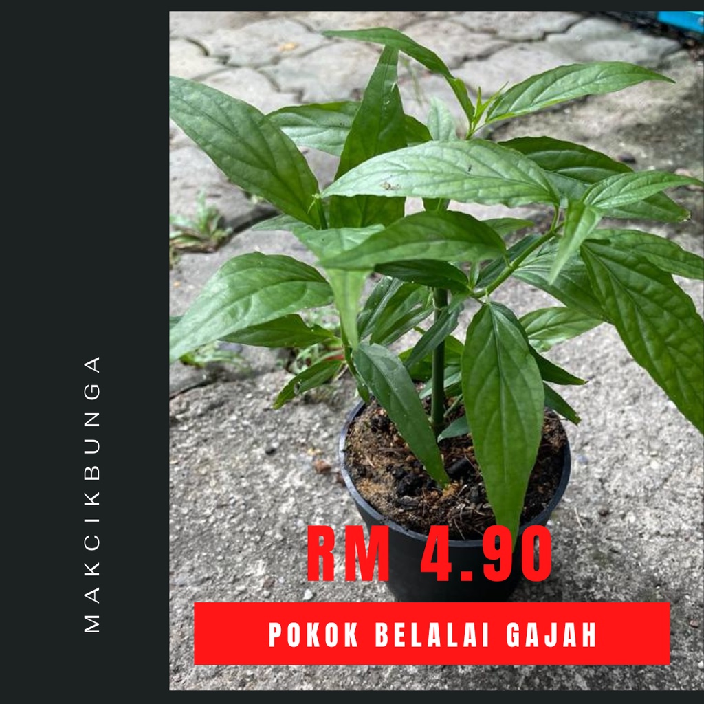 Anak Pokok Belalai Gajah / Sabah Snake Grass / Keratan Batang / Daun ...