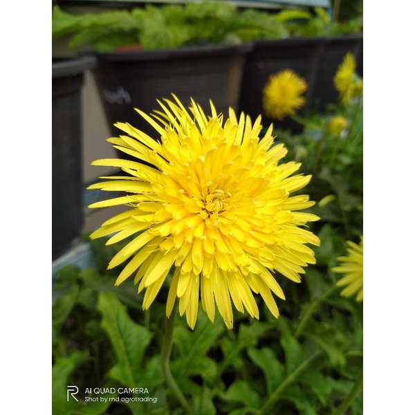 Daisy Kampung Kuning Putus | Shopee Malaysia