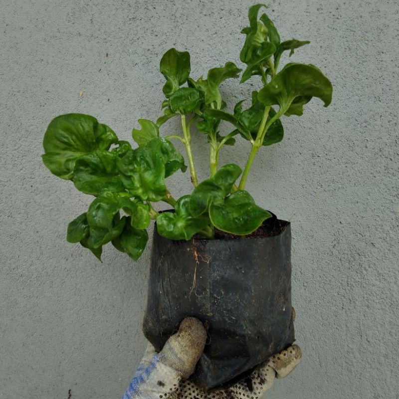 Pokok Bayam Brazil / Brazilian Spinach / Althernanthera Sissoo | Shopee ...