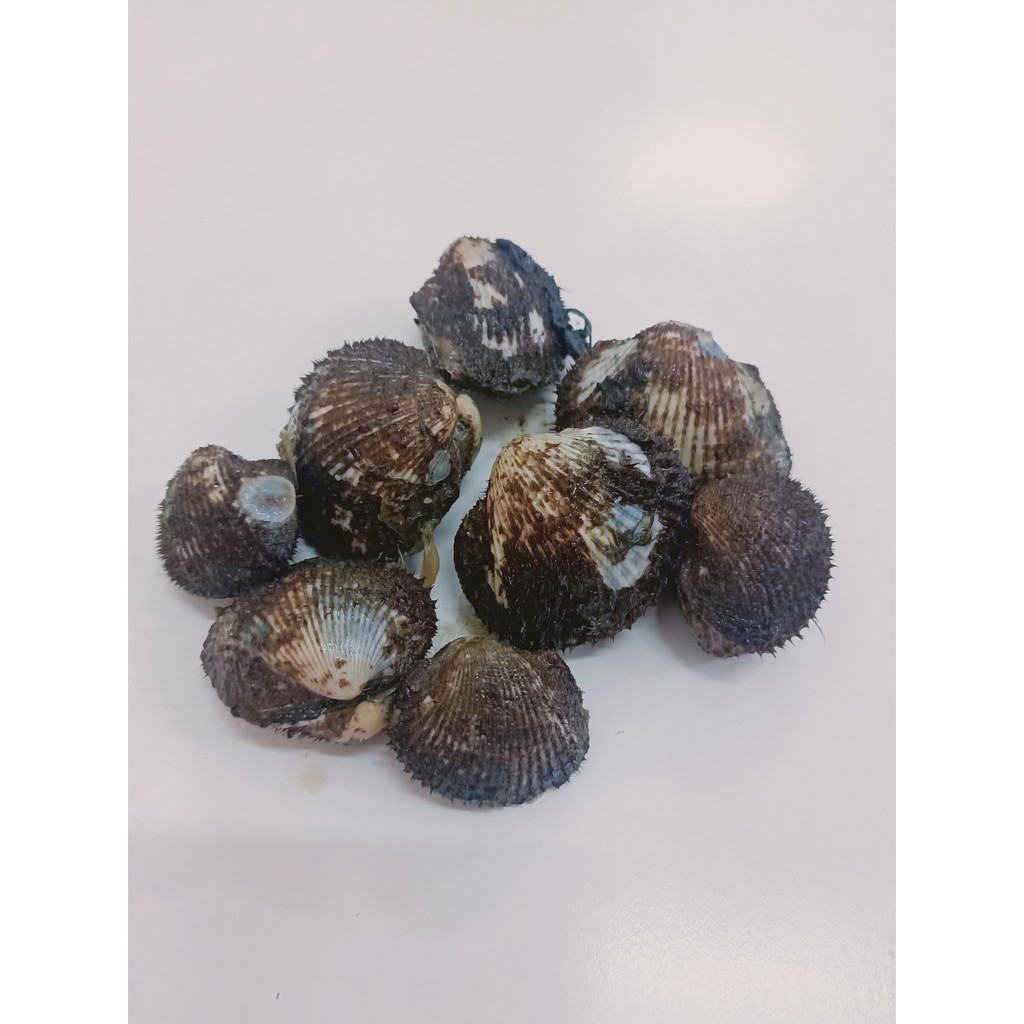 Isi Kerang Liar / Meat Wild Ark Clamp | Shopee Malaysia