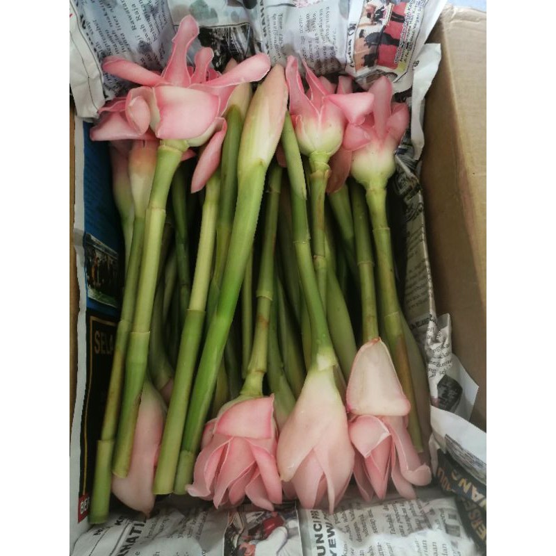 Bunga Kantan 5 Kuntum (Dipotong Segar) | Shopee Malaysia