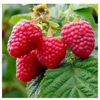 RASPBERRIES BIG SIZE SEEDS | Shopee Malaysia
