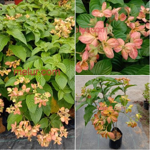 Peach/orange Muessaenda philippa Sapling / Anak Pokok Bunga Janda Kaya ...