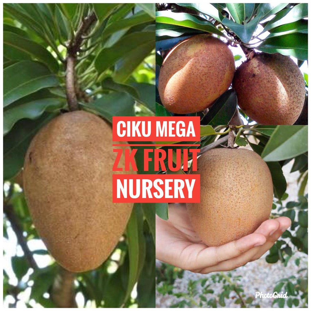 Anak pokok ciku mega | Shopee Malaysia