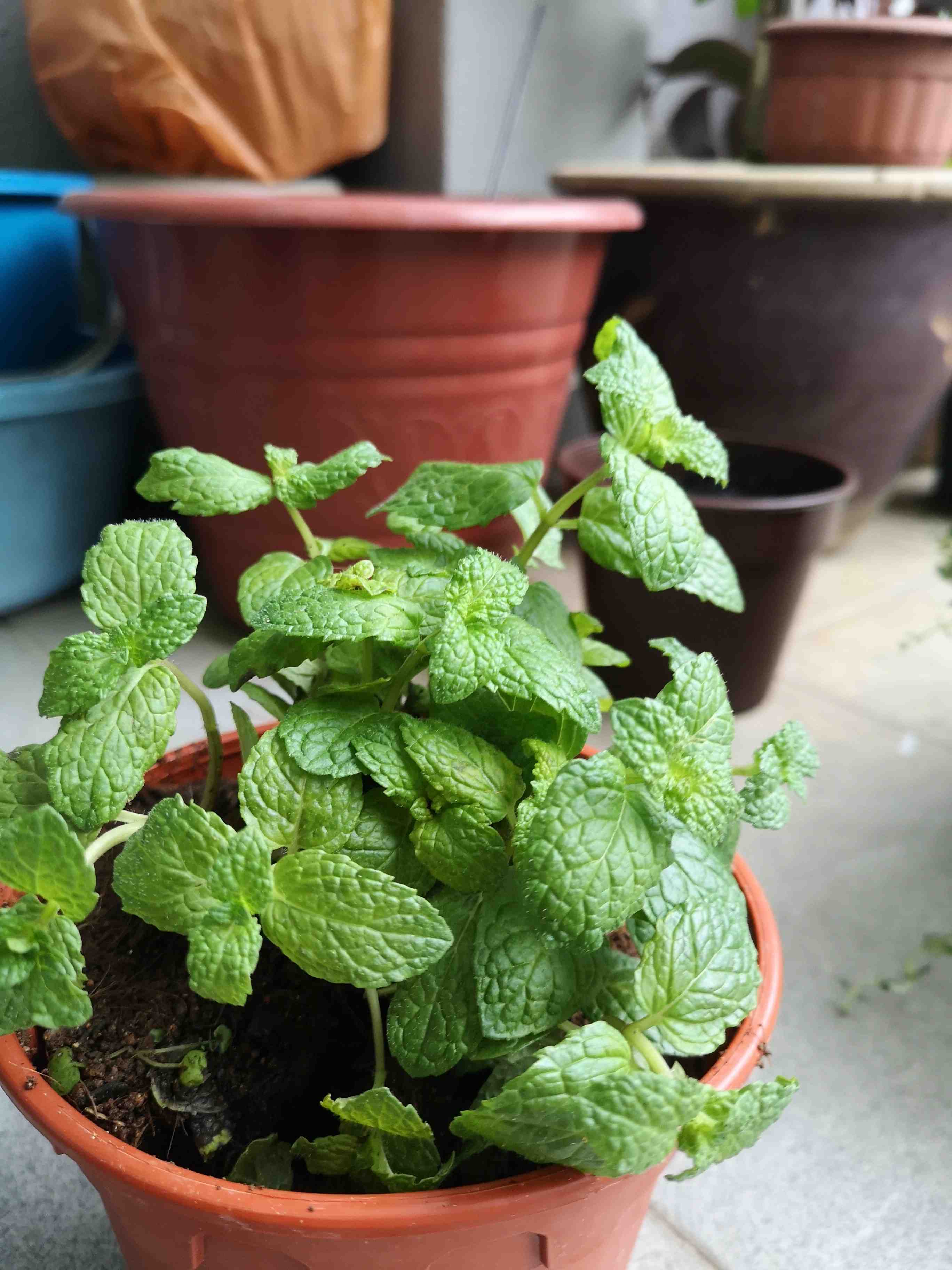 Anak Pokok Pudina Mint Real Live Plant Mint Flower Potted Plant Pokok ...