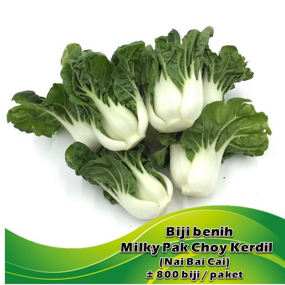 Biji Benih Milky Pak Choy Kerdil sayur / Nai Bai Cai (Nai Pak Choy ...