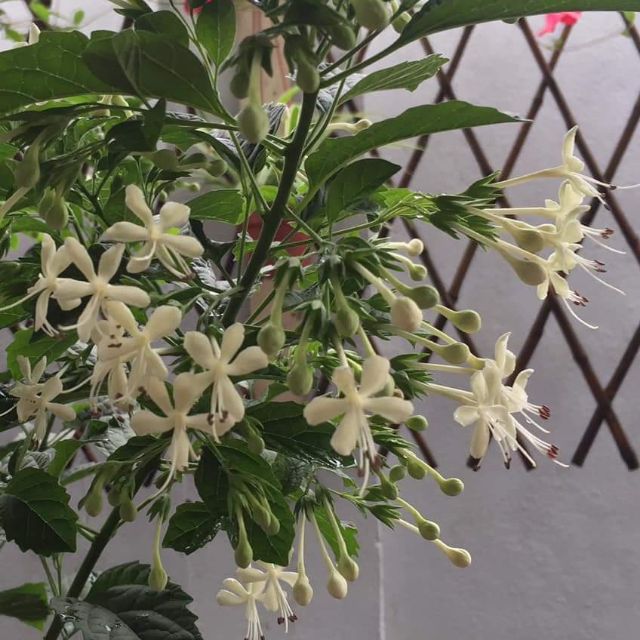 Pokok bunga kembang bugang ( wangi ) | Shopee Malaysia