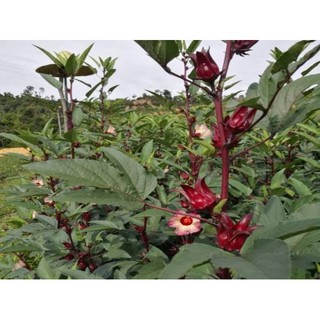 Anak Pokok Rozel Merah (Kuntum Besar) | Shopee Malaysia