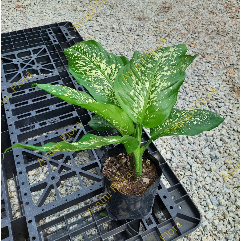 Dieffenbachia Keladi Kampung Parit Kebun Liar / Live Plant | Shopee ...