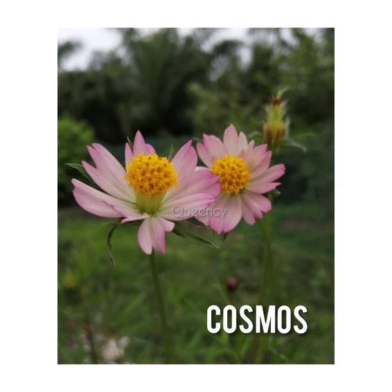 Biji Benih Bunga Cosmos/ Ulam raja | Shopee Malaysia