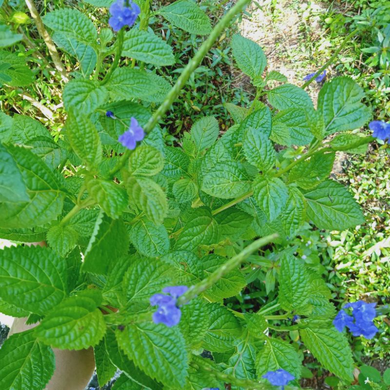 pokok jolok cacing/ekor ular/pecut kuda/stachytarpheta/blue potterweed ...
