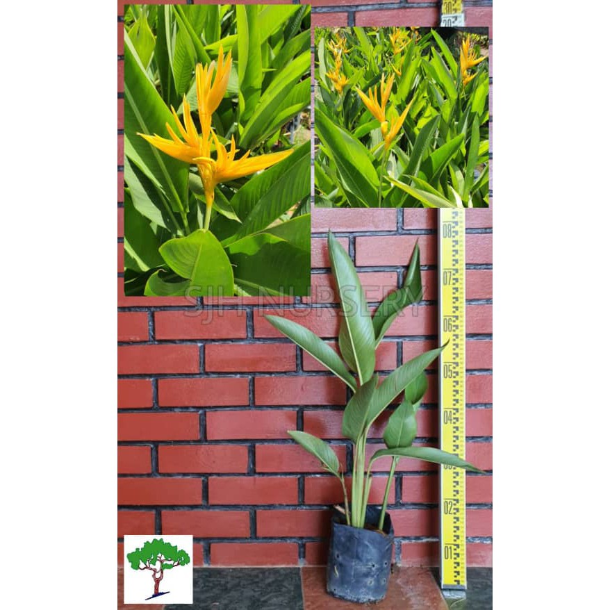 SJH - Heliconia Golden torch / Sepit Udang Kuning / Yellow Heliconia ...