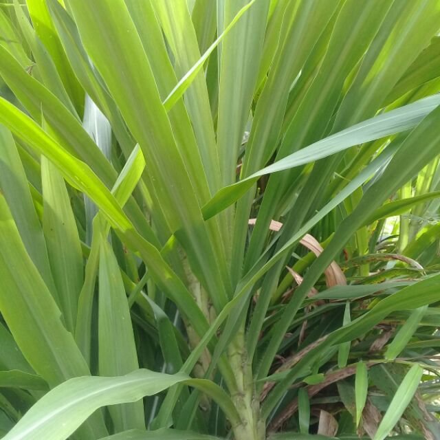 Dwarf Napier/Pandan 10kg + free 2kg =12kg | Shopee Malaysia