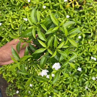 Anak Pokok Bunga Jasmine Thai Mini Real Plant/Pokok bunga jasmine Thai ...