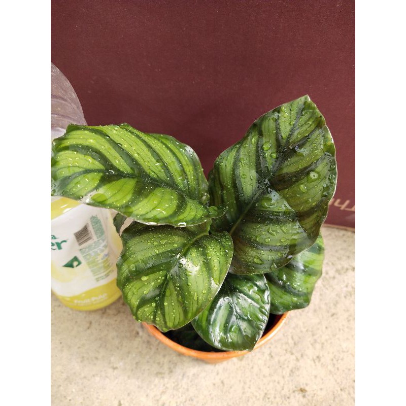 Calathea Fasciata ( New ) | Shopee Malaysia