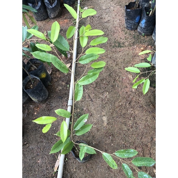 Pokok durian duri hitam hybrid thai | Shopee Malaysia