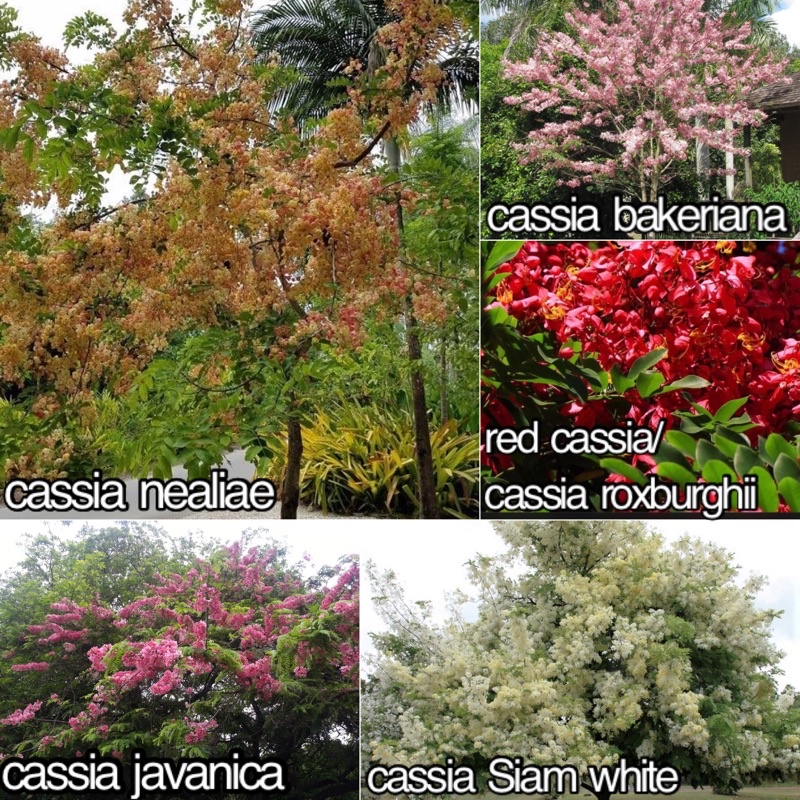 Pokok cassia bakeriana/pink shower tree, javanica , Siam white, neallie ...