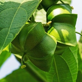 Anak Pokok Sacha Inchi | Shopee Malaysia