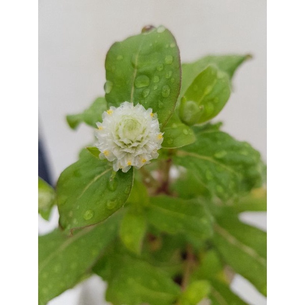 Flower Live Plant] Bunga Butang Putih kerdil/ dwarf white Gomphrena ...