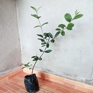 pokok kemunting polybag.. | Shopee Malaysia