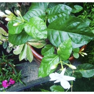 Bunga melur arabian berbunga selalu ( 2 keratan ) | Shopee Malaysia