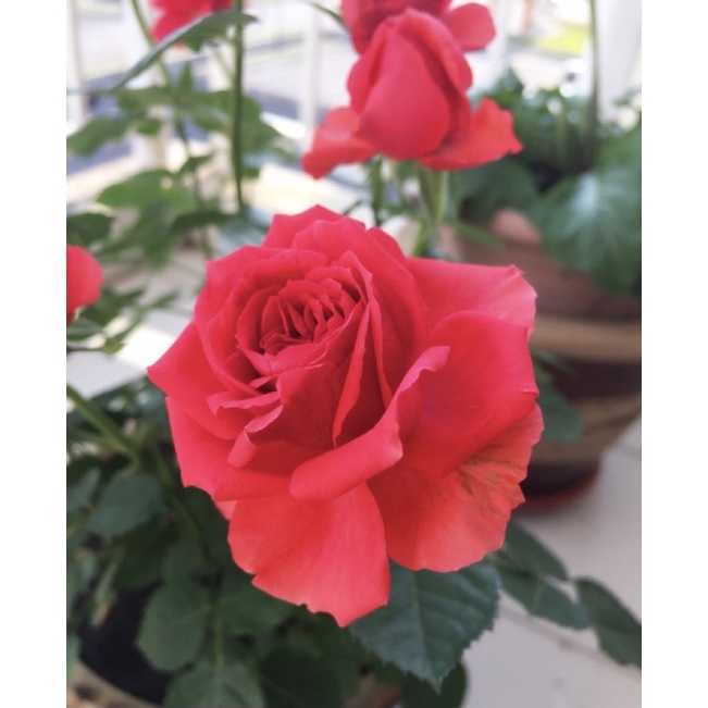 Pokok ros kampung pink terang wangi bau manis | Shopee Malaysia