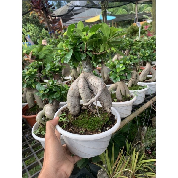 pokok bonsai thai ( pokok tanaman hiasan rumah ) pokok bonzai/bonsai ...