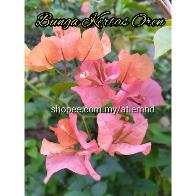 Pokok Bunga Kertas Oren**3/5 pcs Keratan Batang | Shopee Malaysia