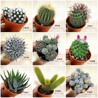 cactus - Prices and Promotions - Dec 2022 | Shopee Malaysia