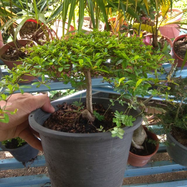 Pokok bucida bonsai ( pasu ) | Shopee Malaysia