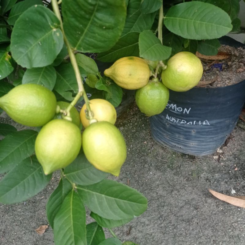 Anak Pokok Lemon Jambak/lemon/buah bergugus/pokok tut | Shopee Malaysia