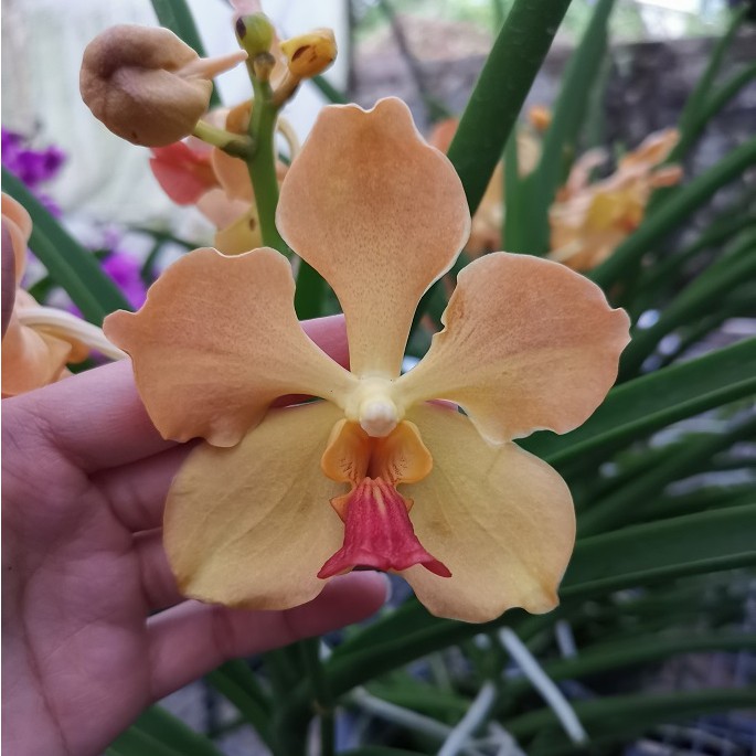 Vanda Orange Semi-Terete Leaves Hybrid Orchid | Shopee Malaysia
