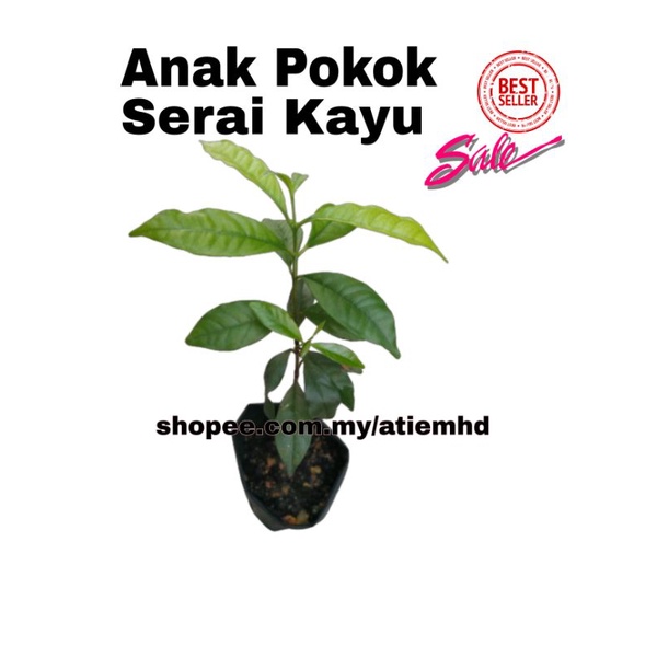 Pokok Serai Kayu / Pokok Salam**anak pokok dalam polybag | Shopee Malaysia