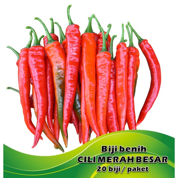 Biji Benih Cili Merah / Red Chilli seeds | Shopee Malaysia