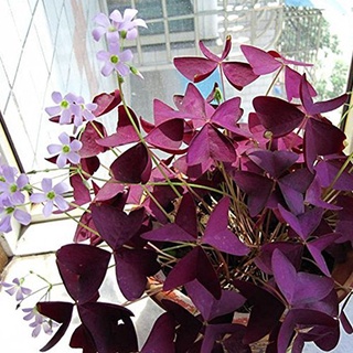 Anak Pokok Bunga Rama-Rama Purple Wood Sorrel Oxalis Triangularis ...