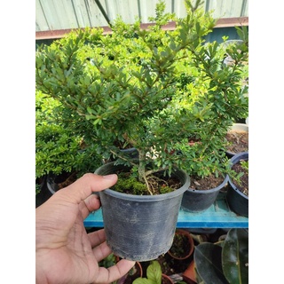 Pokok bonsai blue bell saiz batang besar | Shopee Malaysia