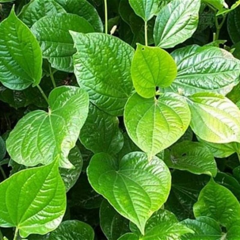 POKOK KADUK/ANAK POKOK KADOK | Shopee Malaysia