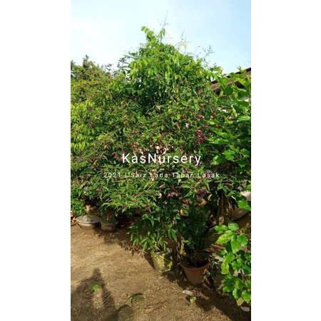Pokok Cili Api berbuah / Lada berbuah / chilli / Cabai berbuah | Shopee ...