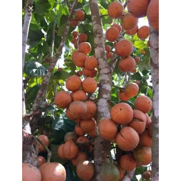Anak Pokok Buah Tampoi (Ngeker) Hybrid | Shopee Malaysia