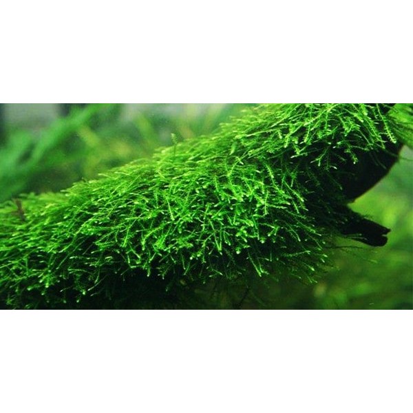 [BUY 5 FREE 1]Java MOSS AQUARIUM PLANT (Easy Take Care ,LOW TECH)莫斯 ...