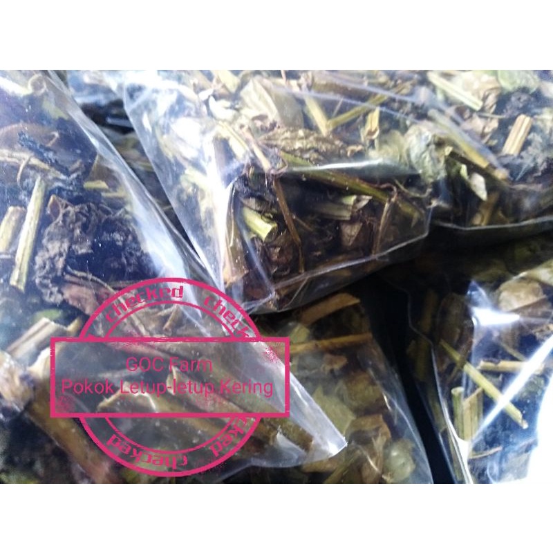 Pokok Letup-letup kering | Shopee Malaysia