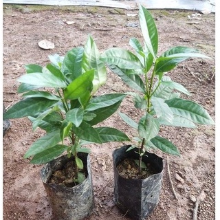 Anak Pokok Daun Salam atau Serai Kayu atau Samak | Shopee Malaysia