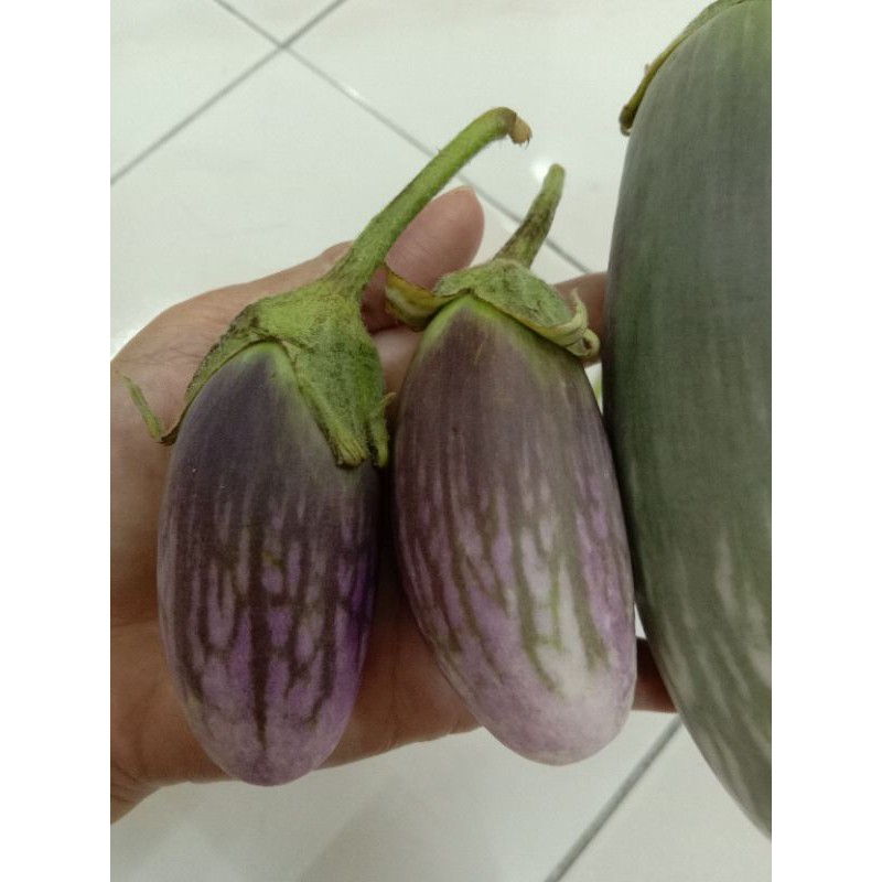 Terung Telunjuk purple antik (15 biji benih ) | Shopee Malaysia