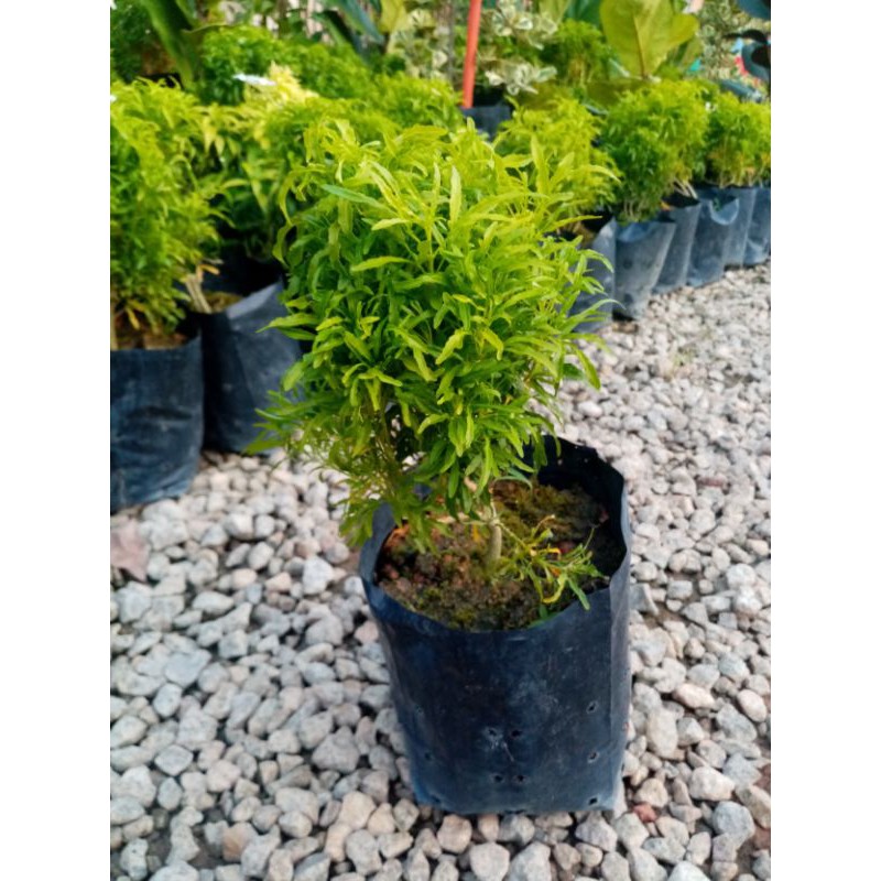 ANAK POKOK TONG MAS / BOLA MAS | Shopee Malaysia