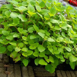 MANGUN | ANAK POKOK | BAHAN GULAI TEMPOYAK DAUN | MASAKAN NOGOGHI ...