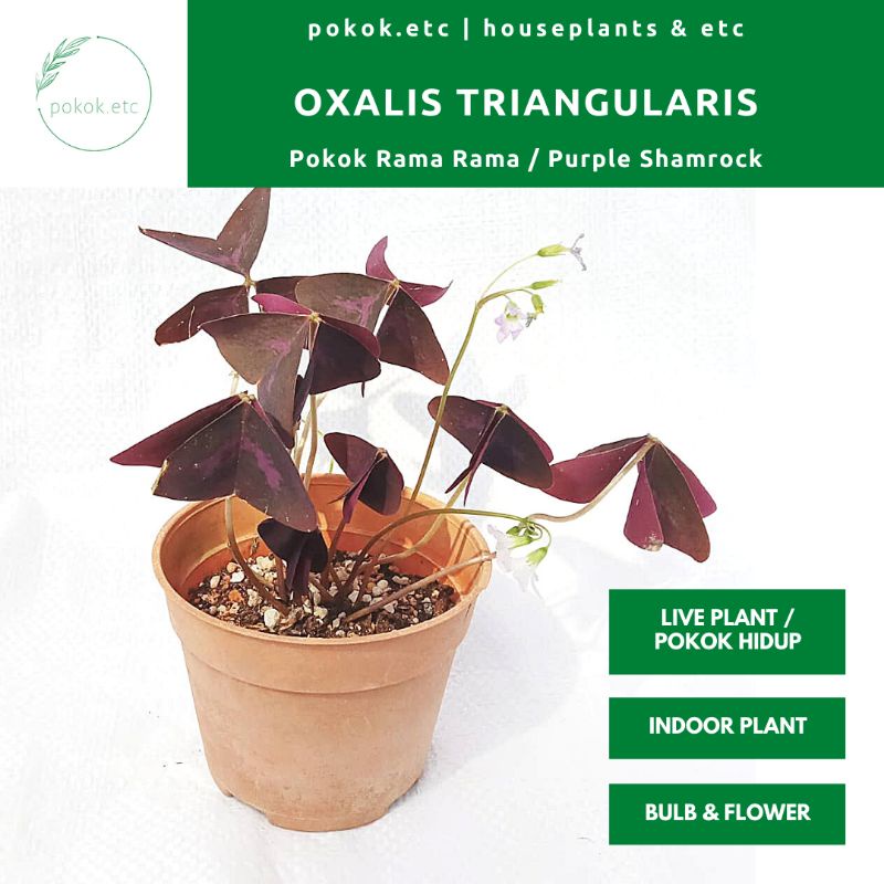 Oxalis Triangularis Pokok Rama Rama Purple Shamrock | Shopee Malaysia